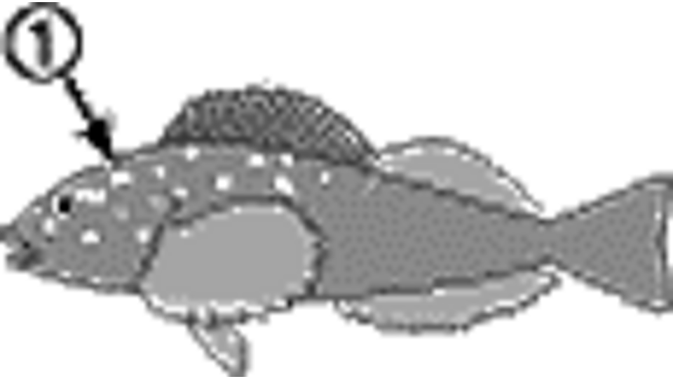 Kelp Greenling | Reef Environmental Education Foundation