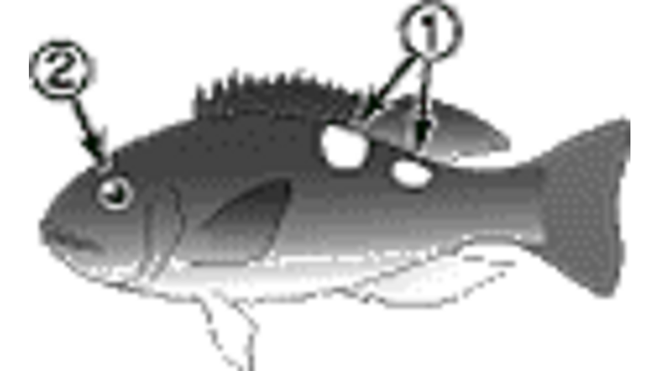 Opaleye | Reef Environmental Education Foundation