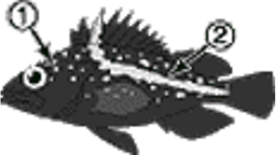 China Rockfish | Reef Environmental Education Foundation