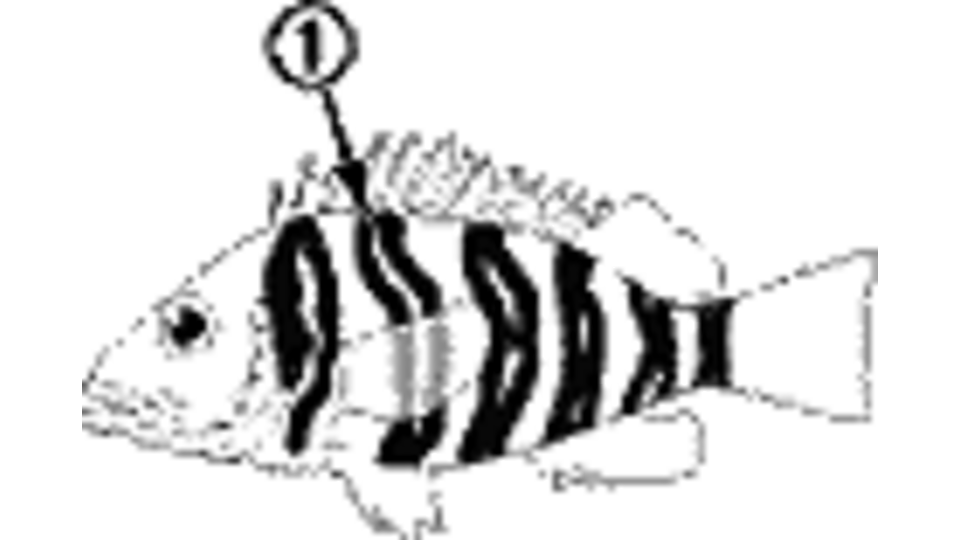 Treefish | Reef Environmental Education Foundation