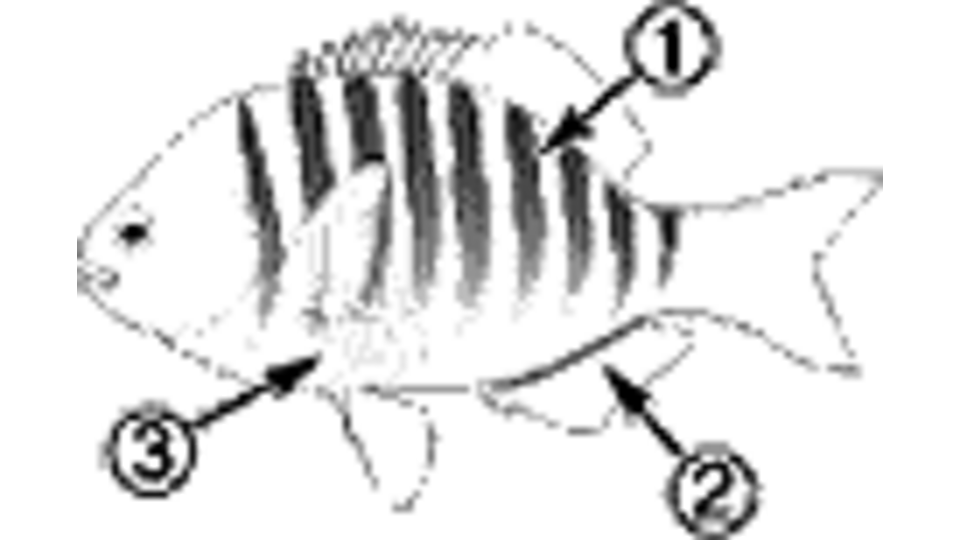 Black Perch | Reef Environmental Education Foundation