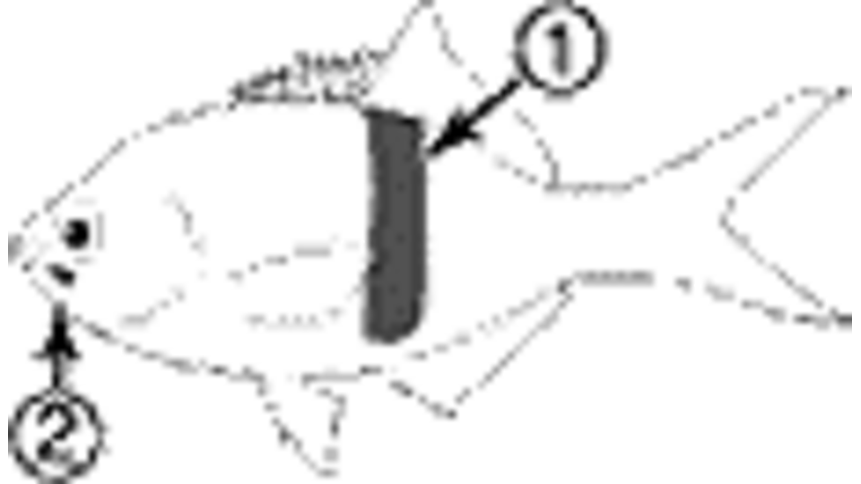 Pile Perch | Reef Environmental Education Foundation