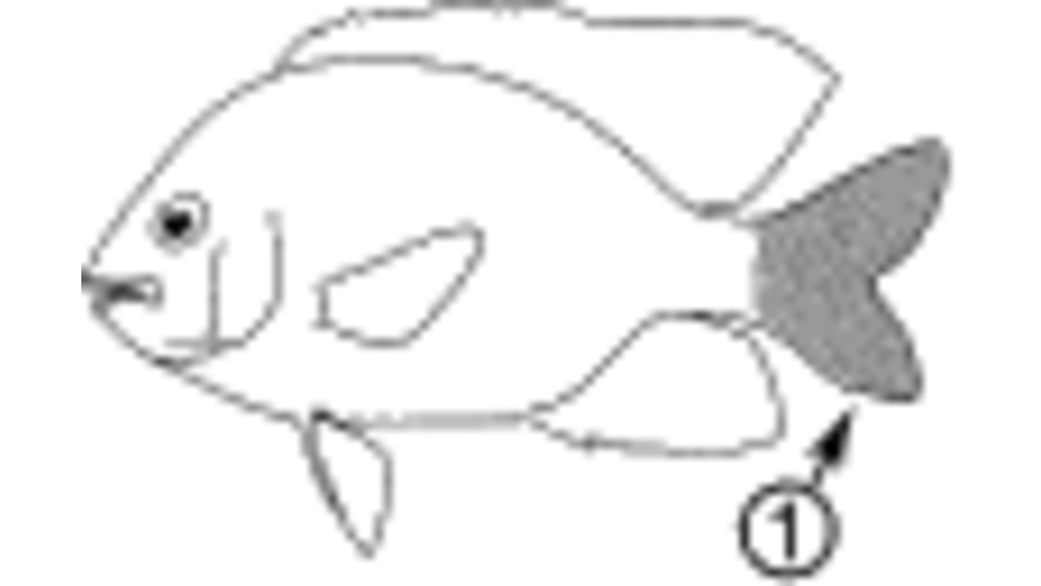 Yellowtail Damselfish | Reef Environmental Education Foundation