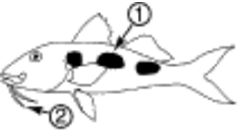 Spotted Goatfish | Reef Environmental Education Foundation