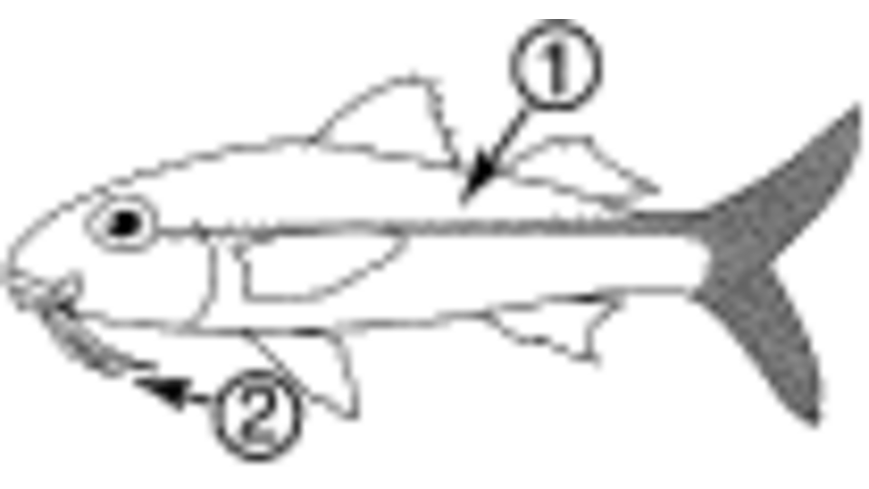 Yellow Goatfish | Reef Environmental Education Foundation