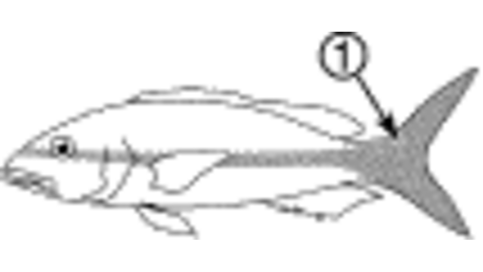 Yellowtail Snapper | Reef Environmental Education Foundation