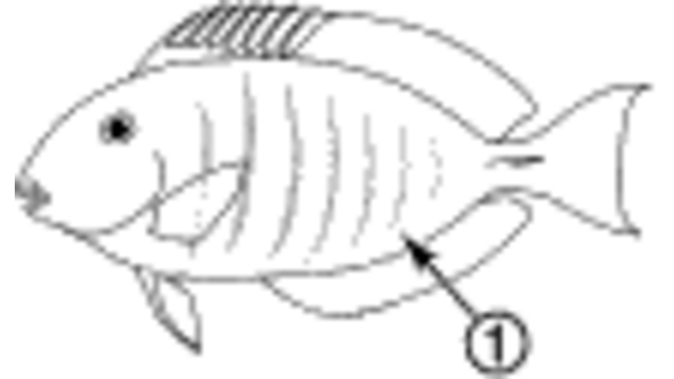 Doctorfish | Reef Environmental Education Foundation