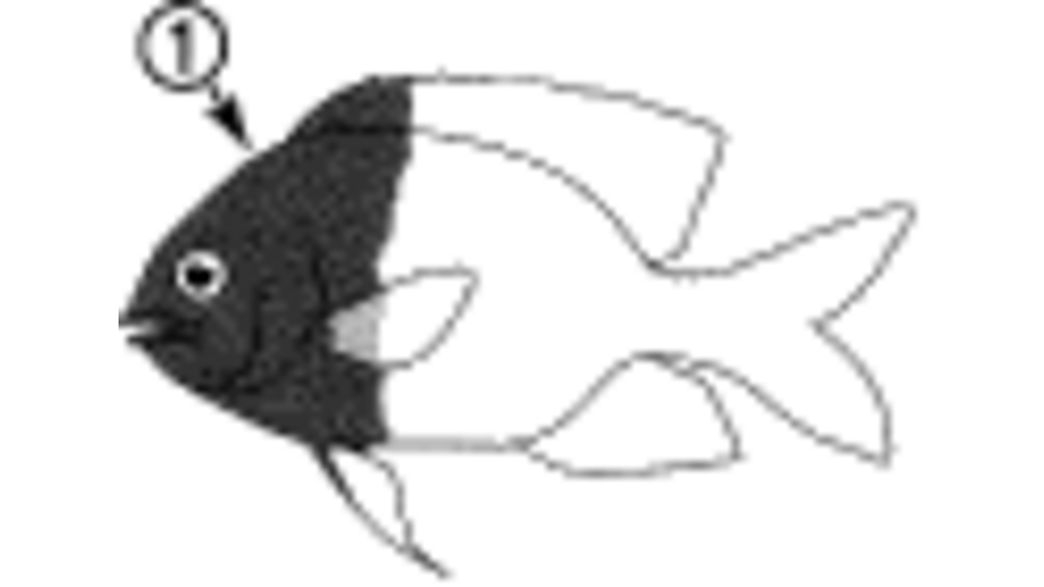 Bicolor Damselfish | Reef Environmental Education Foundation