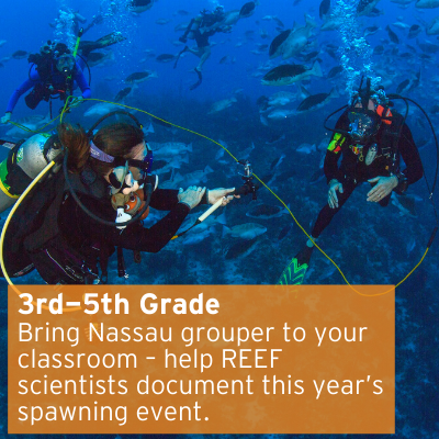 Virtual Field Trips Program Information | Reef Environmental Education ...