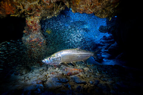 2020 REEF Underwater Photography Contest Winners | Reef Environmental ...