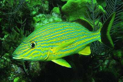 REEF at the Florida Keys NMS | Reef Environmental Education Foundation