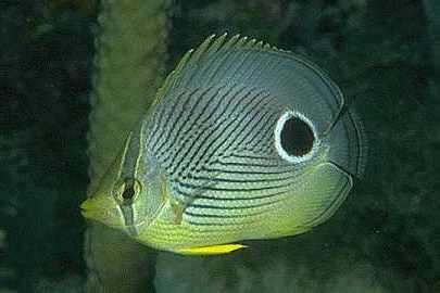 REEF at the Florida Keys NMS | Reef Environmental Education Foundation