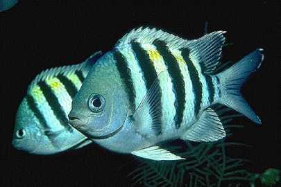 REEF at the Florida Keys NMS | Reef Environmental Education Foundation