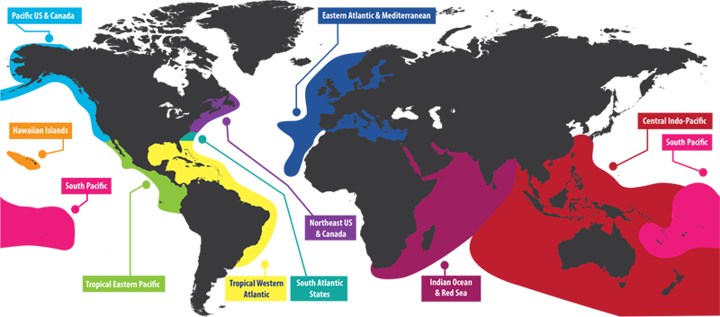 REEF 2022 Discover the Sea Photography Contest | Reef Environmental ...